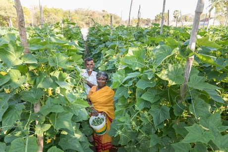 Sri Durga Exports : Contract Farming